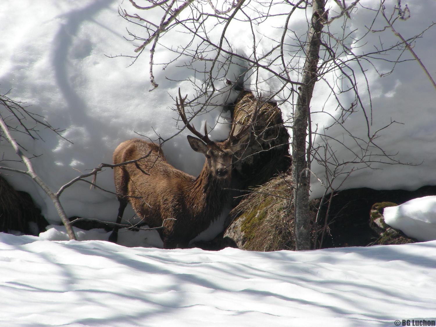 Rencontres avec les animaux des Pyrénées - Bureau des guides de Luchon