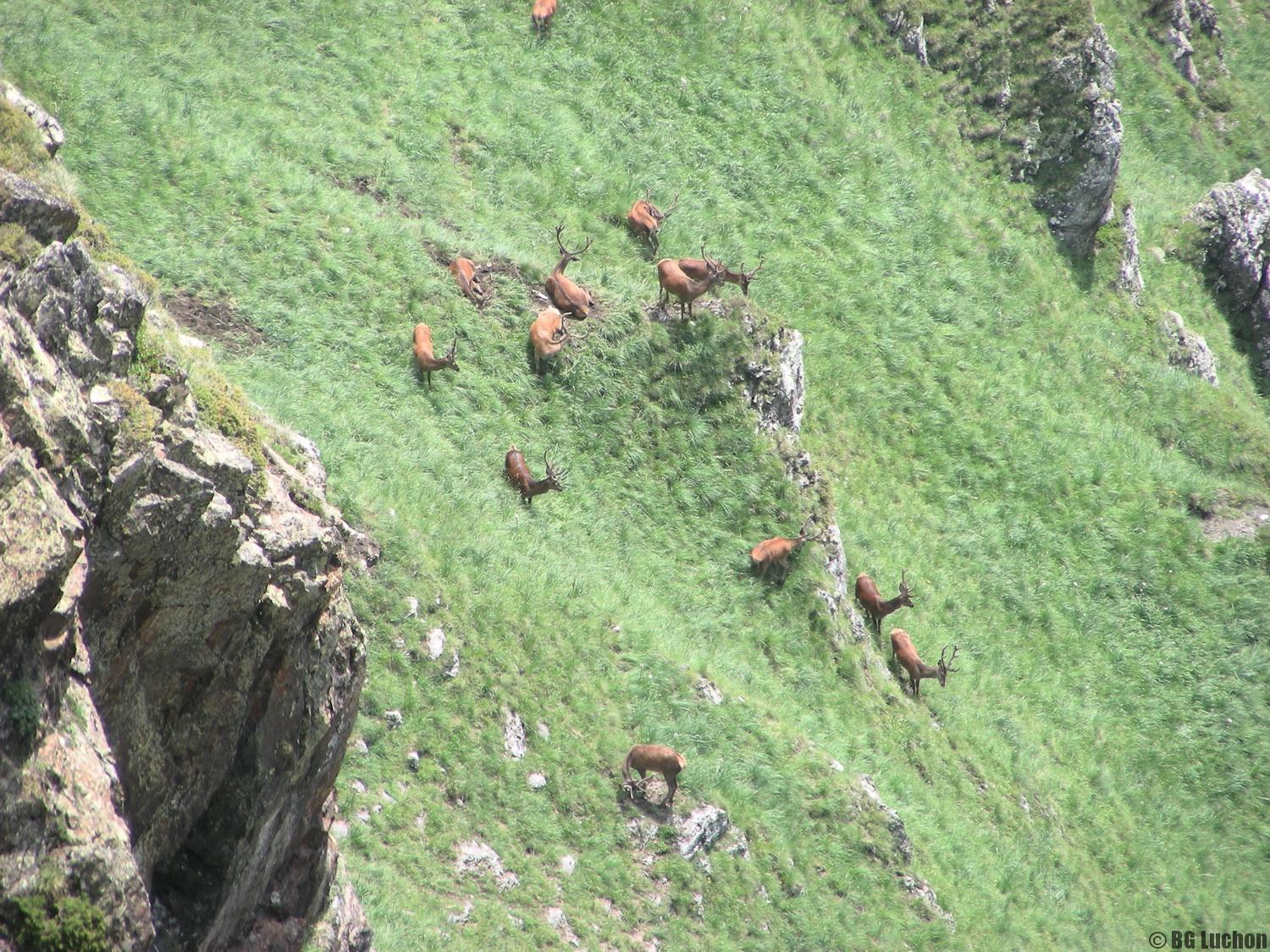 Rencontres avec les animaux des Pyrénées - Bureau des guides de Luchon