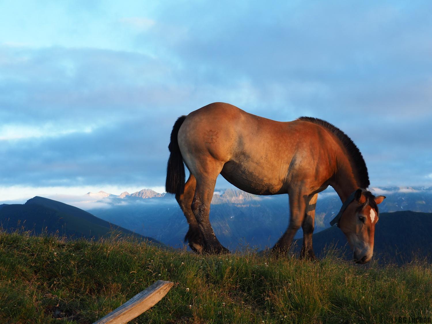 Rencontres avec les animaux des Pyrénées - Bureau des guides de Luchon