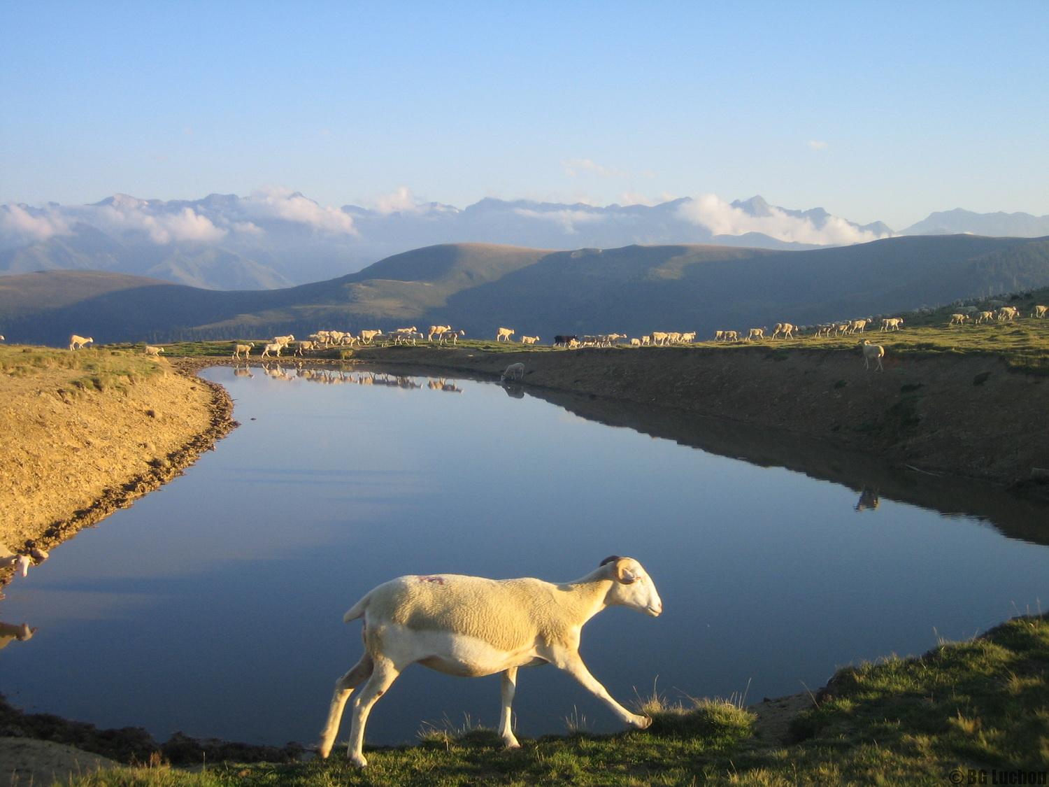 Rencontres avec les animaux des Pyrénées - Bureau des guides de Luchon