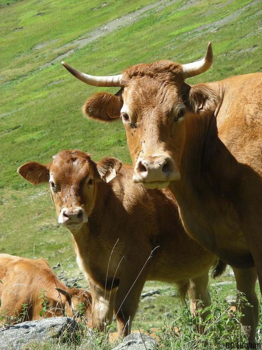Rencontres avec les animaux des Pyrénées - Bureau des guides de Luchon
