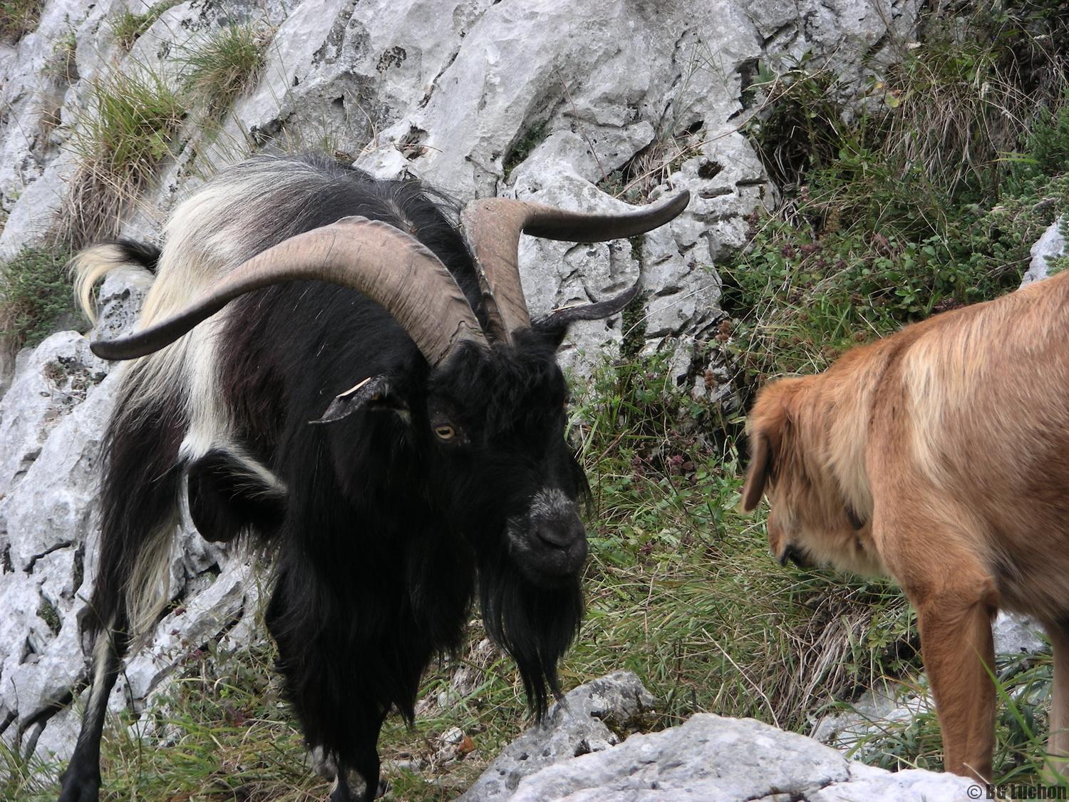Rencontres avec les animaux des Pyrénées - Bureau des guides de Luchon