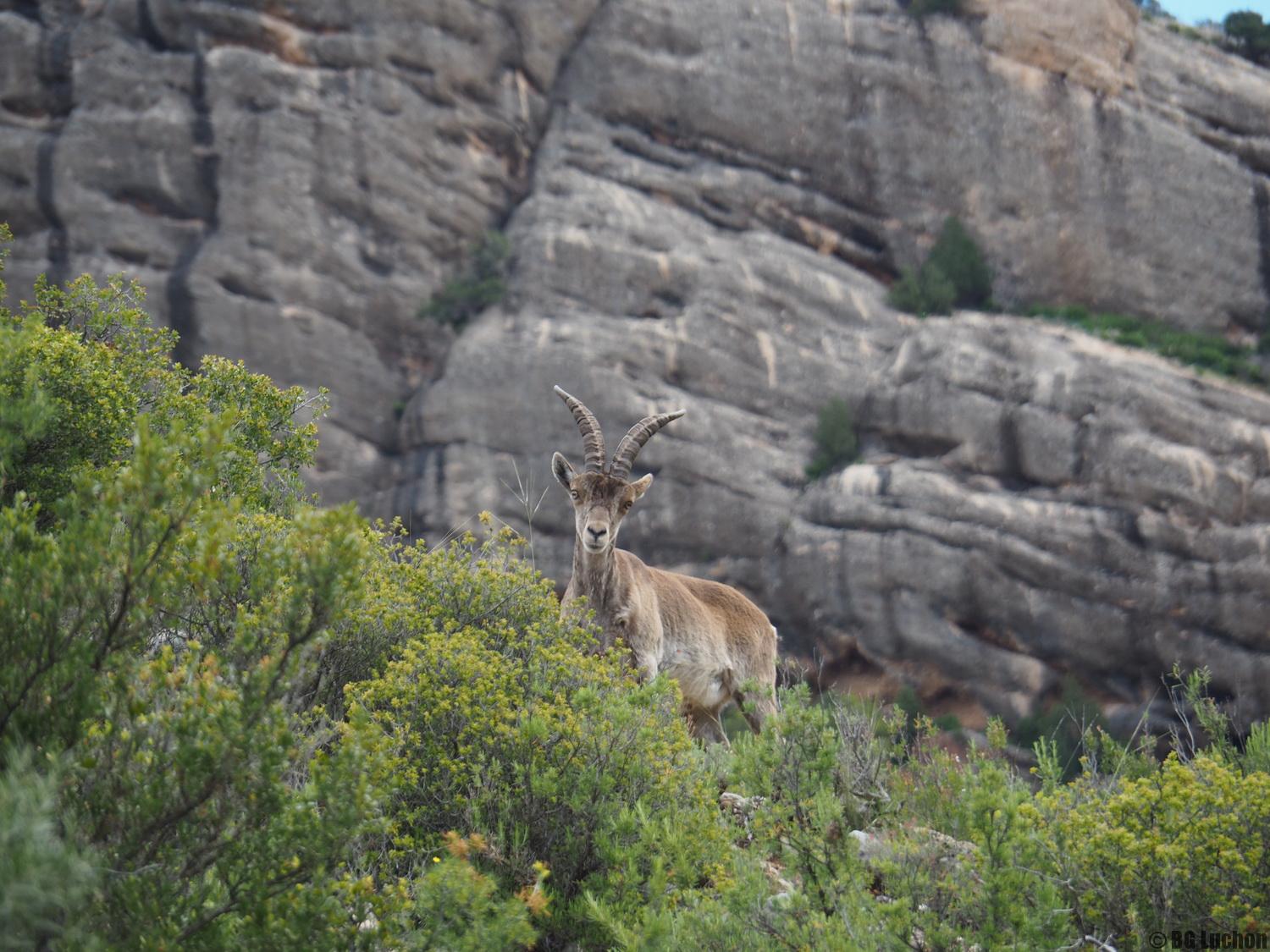 Rencontres avec les animaux des Pyrénées - Bureau des guides de Luchon