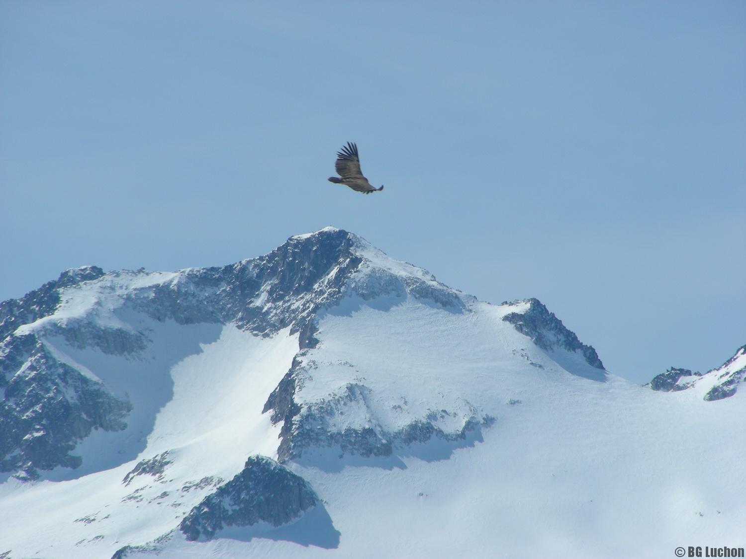 Rencontres avec les animaux des Pyrénées - Bureau des guides de Luchon